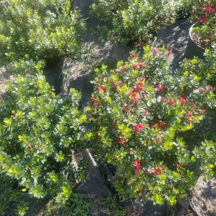 Azalea, Vivid Red 3g | BPS Nurseries