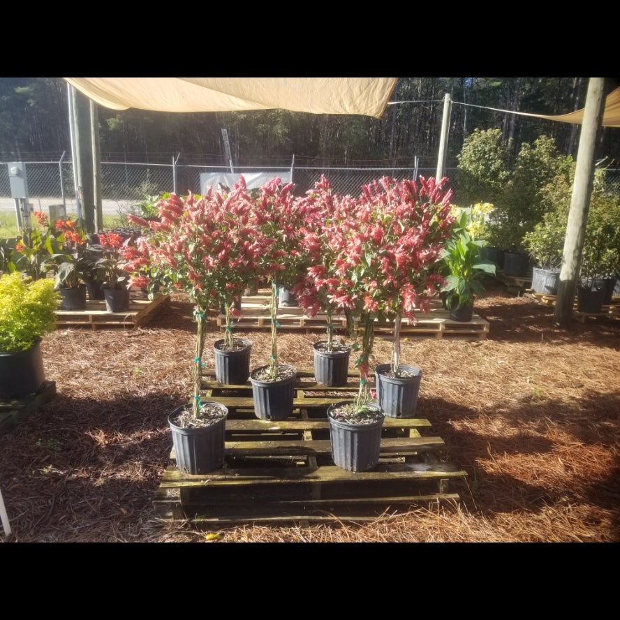 Shrimp Plant "Standard Braided" 3g | BPS Nurseries