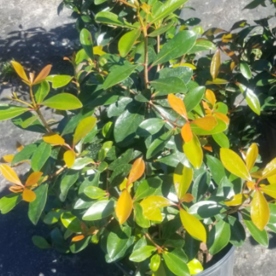 Cleyera Japonica 3g | BPS Nurseries