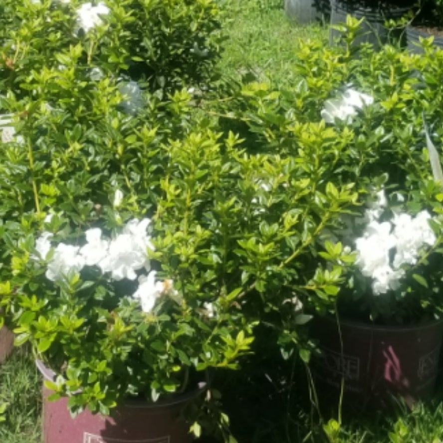 Azalea, Encore Autumn Moonlight 3g | BPS Nurseries