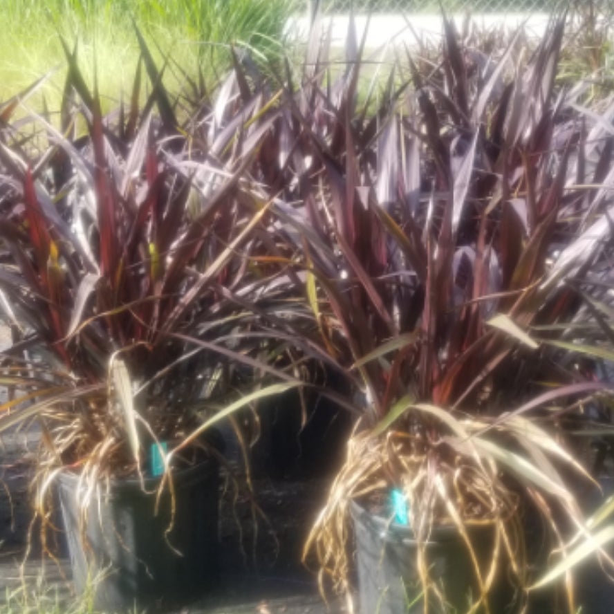Grass, First Knight Fountain Grass 3g | BPS Nurseries