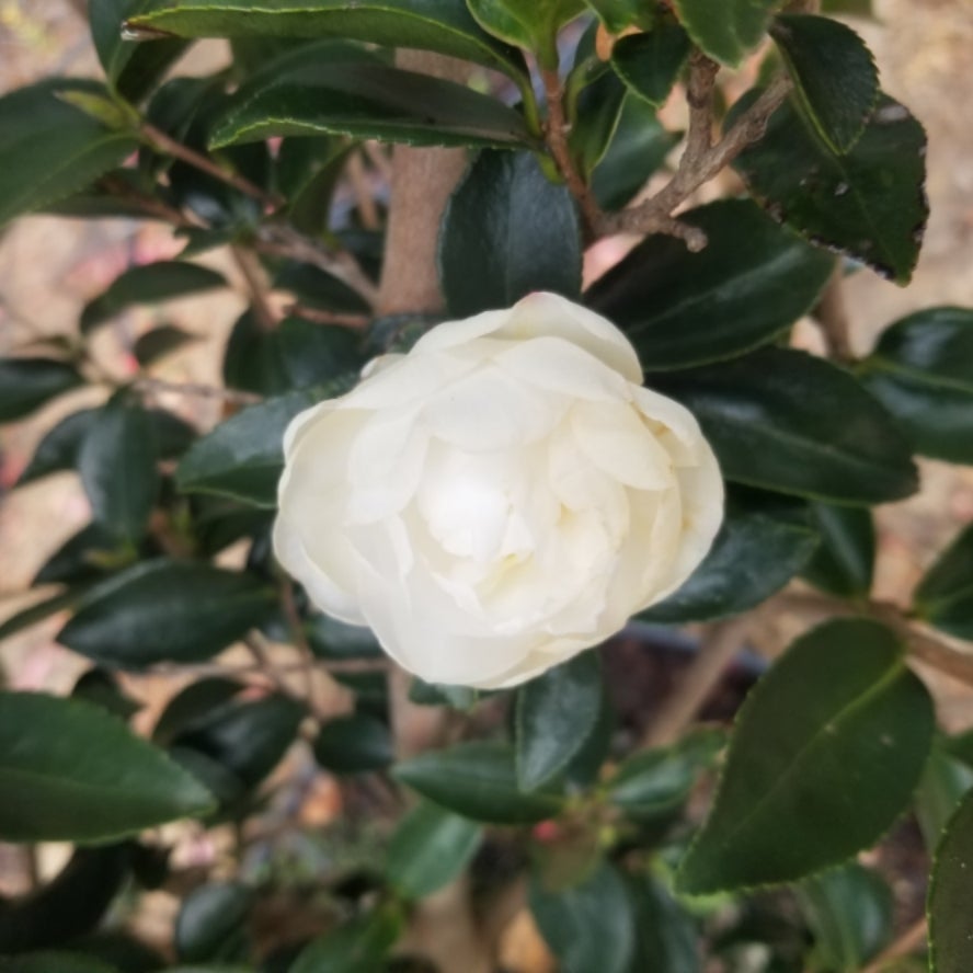 Camellia, Snow Brocade Sasanqua 15g | BPS Nurseries